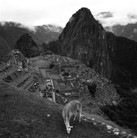 Alpaca Patrol Peru Mamiya 6 50mm F 3 5 Pancro 400 R Analog