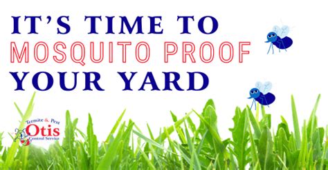 Its Time To Mosquito Proof Your Yard