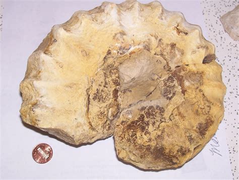 Fossils Of Arkansas