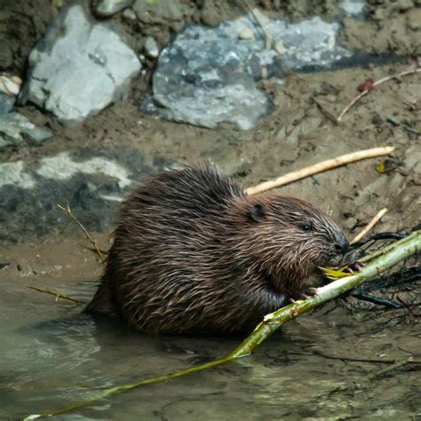 Pressebilder Biber Pro Natura