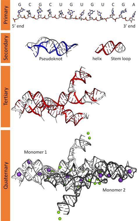 Overview Of Transcription Chemistry Chromosomes Genes And Traits An Introduction To Genetics