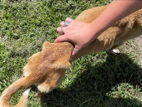 Florida Man Arrested For Animal Cruelty Dogs Found Without Food In