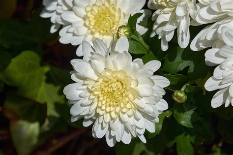 Margaritas Sheets Daisy Free Photo On Pixabay Pixabay