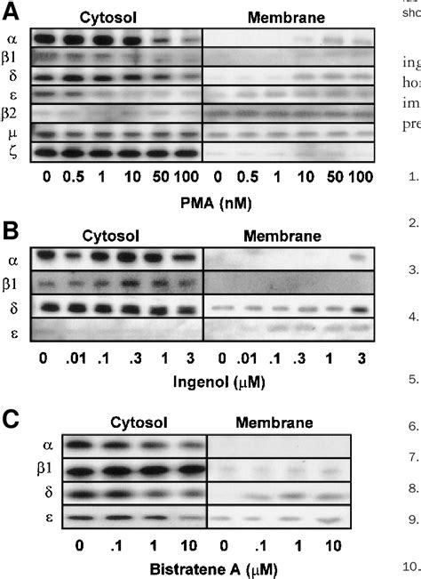 Concentration Dependent Effects Of A Pma B Idb And C Bistratene