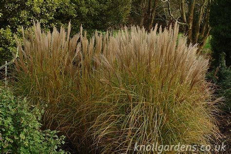 Miscanthus Gnome Knoll Gardens Ornamental Grasses And Flowering