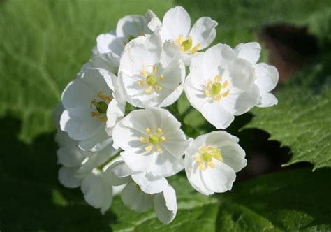 サンカヨウ 透明になる花素敵な花言葉と透ける花びらの謎 ねいちゃーはっく