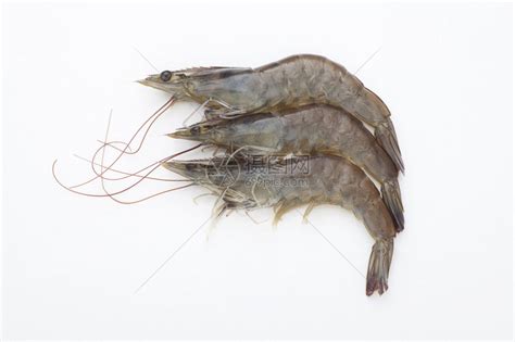 白底原生虾高清图片下载 正版图片502609521 摄图网