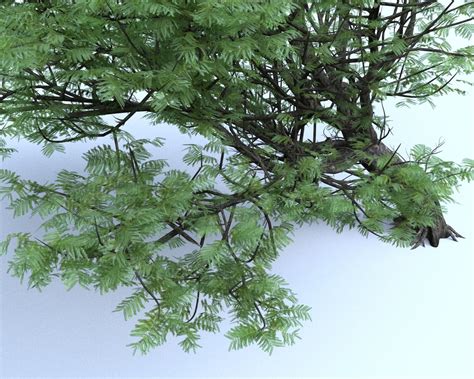 아카시아 Faidherbia Albida 3d 모델 6 Obj Max Free3d
