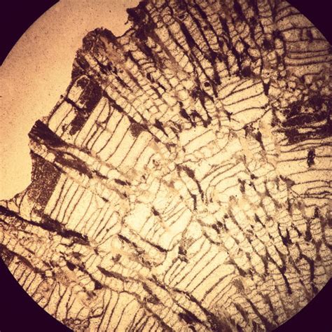 Fossils Under Microscope By Magicianmaxx On Deviantart