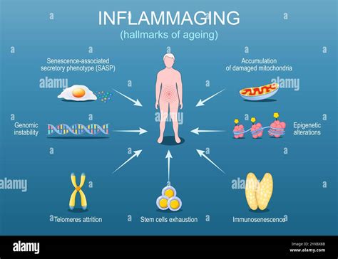 Inflammaging Hallmarks Of Ageing Chronic Inflammation That Develops
