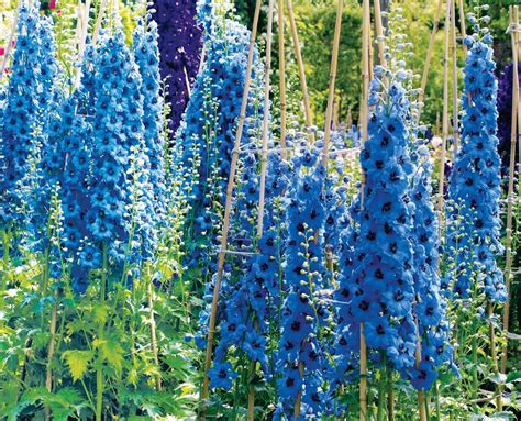 Top Ten Delphiniums