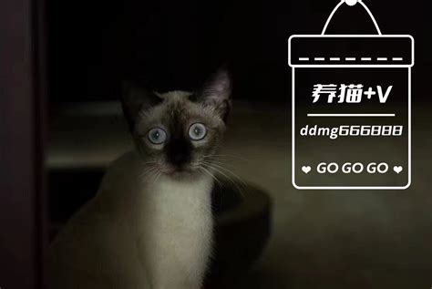 暹罗猫幼猫怎么看品相 知乎