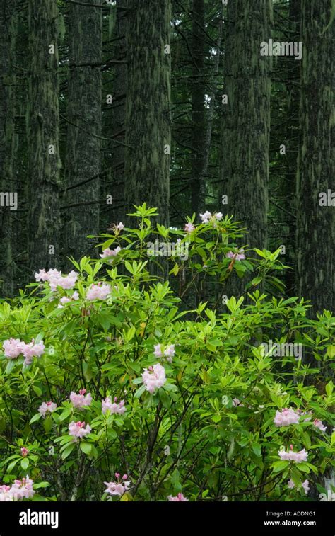 Temperate Rainforest Flowers