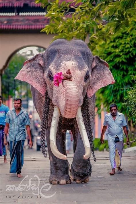 Ayale Travel කැළණියේ කණ්ඩුල Ayaletravel 📷 Credit First Owner