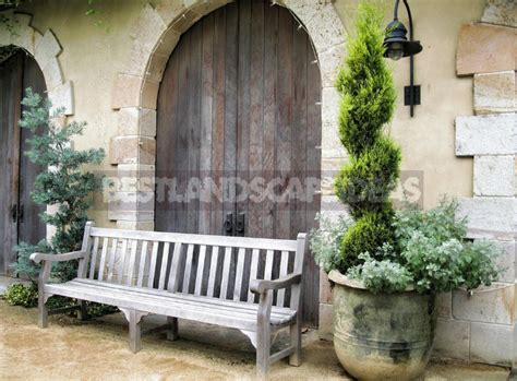 Trees In Containers What To Grow