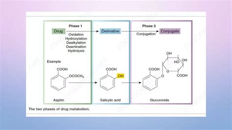 Microsomal Enzyme Induction Pptx
