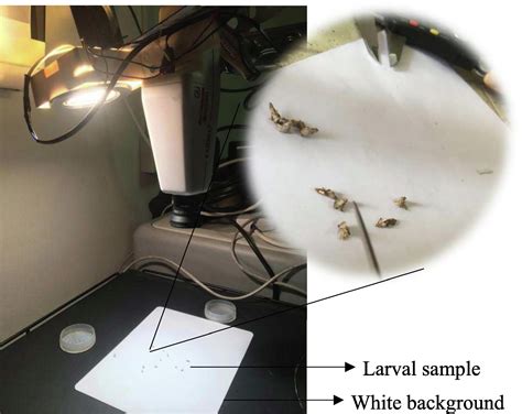 Figure 1 Top View During The Image Acquisition Of Larval Sample