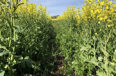 Intercrops Yield Boost Potential The Land Nsw