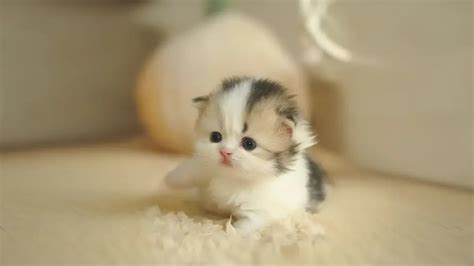 2k猫咪壁纸｜桌面背景图片 呆萌宠物猫「哲风壁纸」