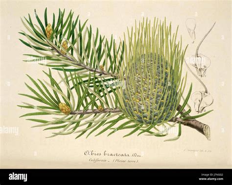 Abies Bracteata Commonly Known As The Santa Lucia Fir Is A Rare