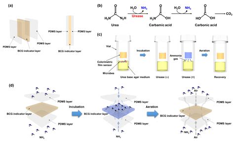 Colorimetric Detection Of Urease Producing Microbes Using An Ammonia Responsive Flexible Film Sensor