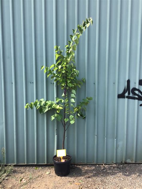 Cercis Canadensis Eastern Redbud Nishiki Nursery