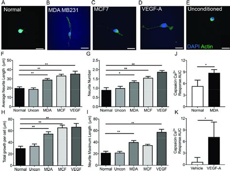 Mda Mb231 And Mcf7 Breast Cancer Cell Lines Induce Sensory Neuronal