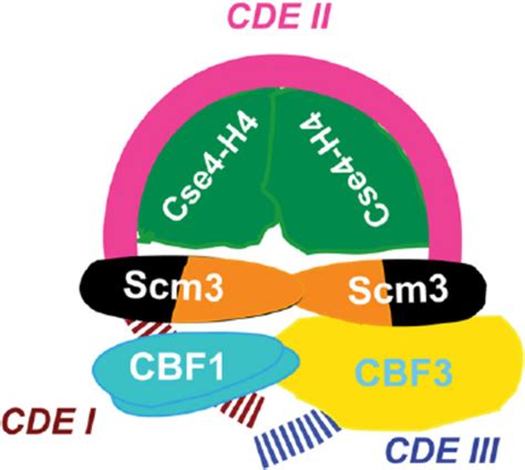 Model Of Budding Yeast Centromeric Nucleosome With Associated Inner