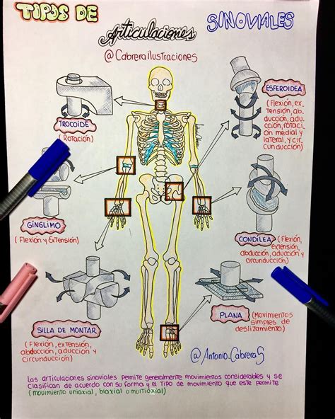 Mapa Mental Anatomia Humana BRAINCP