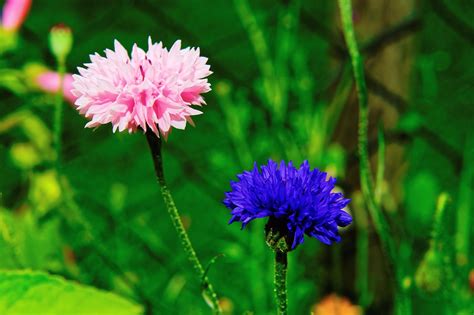 정원 꽃 수레 국화 Pixabay의 무료 사진 Pixabay