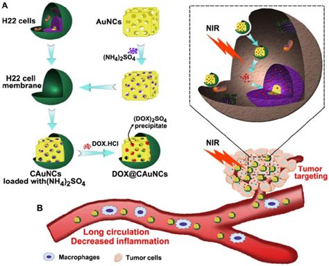 Scheme 1 Schematic Illustration Of DOX CAuNCs For Precisely