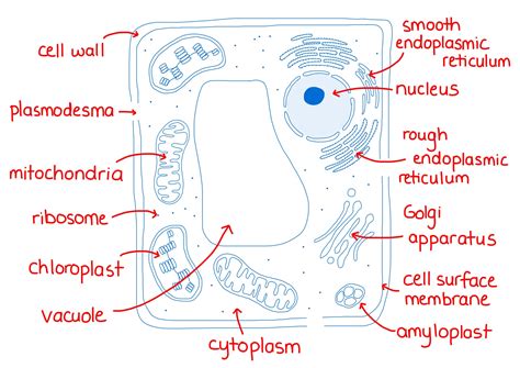 Chloroplasts Cell Organelles Ep 4 Zoë Huggett Tutorials