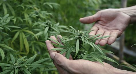 Exploring The Hemp Oil Benefits Power Of Flavonoids Terpenes Minor Cannabinoids