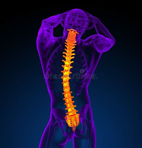 3d Render Medical Illustration Of The Human Spine Stock Illustration