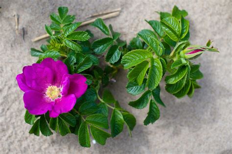 Rosen vermehren Drei Methoden detailliert erklärt