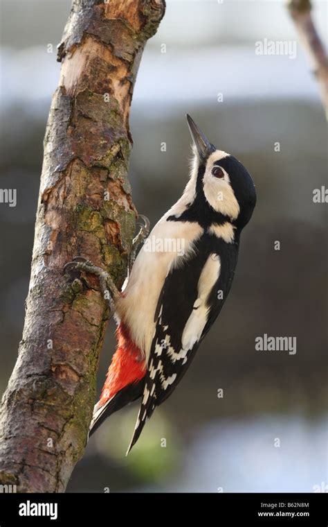 Femmina Di Picchio Rosso Maggiore Dendrocopos Major Foto Stock Alamy