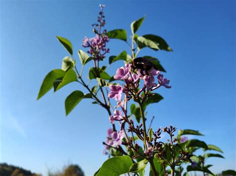 Procvetao Jorgovan U Botaničkoj Bašti U Kragujevcu Glas Šumadije