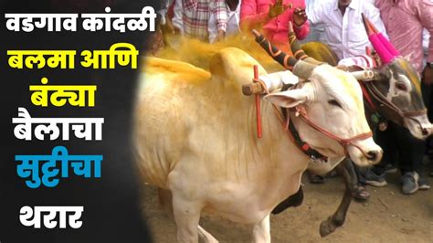 बलमा आणि बंट्या ची जुपणी वडगाव कांदळी घाट Bailgada Sharyat Youtube