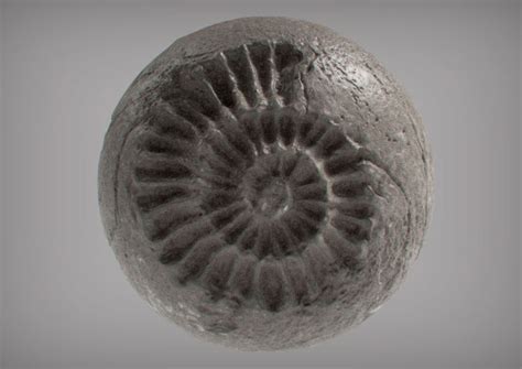 3d Fossil Model Download Max Obj Fbx 3ds C4d Stl Files Cgtrader