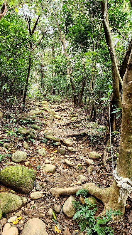 義學坑步道崎頭古道山頂公園明志書院應化大排生態園區南林生態公園 健行筆記
