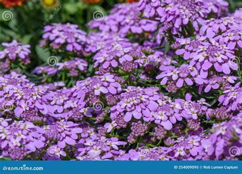 Candytuft Iberis Sempervirens Absolutely Amethyst Sea Of Lavender