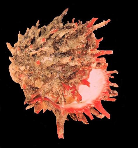 Pacific Spiny Oyster Shell Mexican
