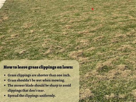 Dethatching Centipede Grass Lawn Model