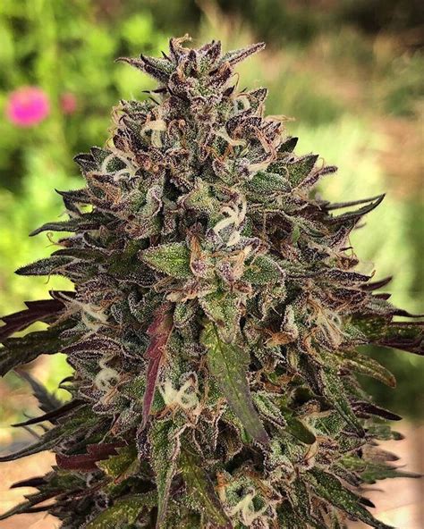 Mamiko Seeds Chem Cookies Regs Heritage Seedbank