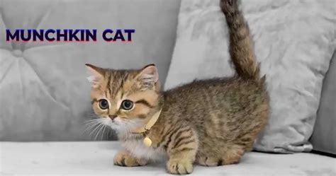 Munchkin Cat Characteristics Traits Care And Unique Cats