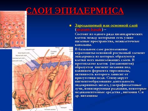 Анатомия и физиология кожи презентация онлайн