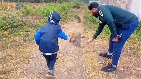 বানরের সাথে পাঙ্গা নিলে যা হয় Youtube