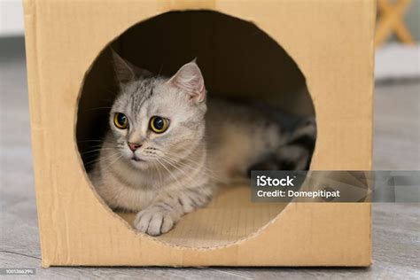 원형 구멍 골 판지 상자에 숨어 귀여운 고양이의 선택적 초점 애완고양이에 대한 스톡 사진 및 기타 이미지 애완고양이