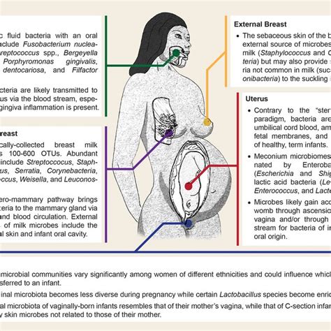 Sources Of Microbial Transmission In Humans From Mother To