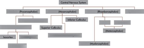 Diagram Of Central Nervous System Map Quizlet